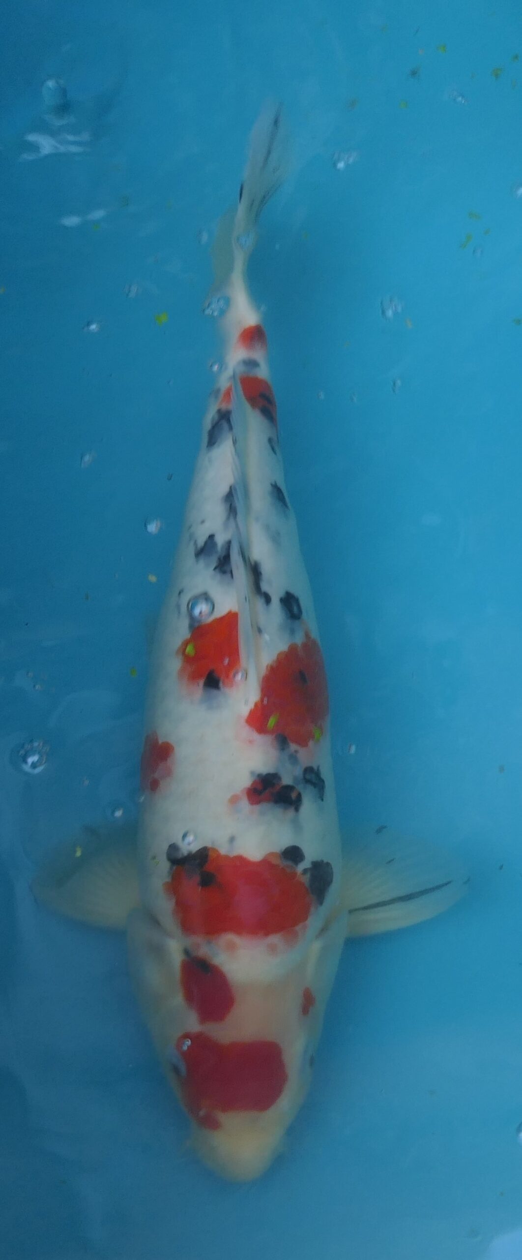 Updates | Koi Masters